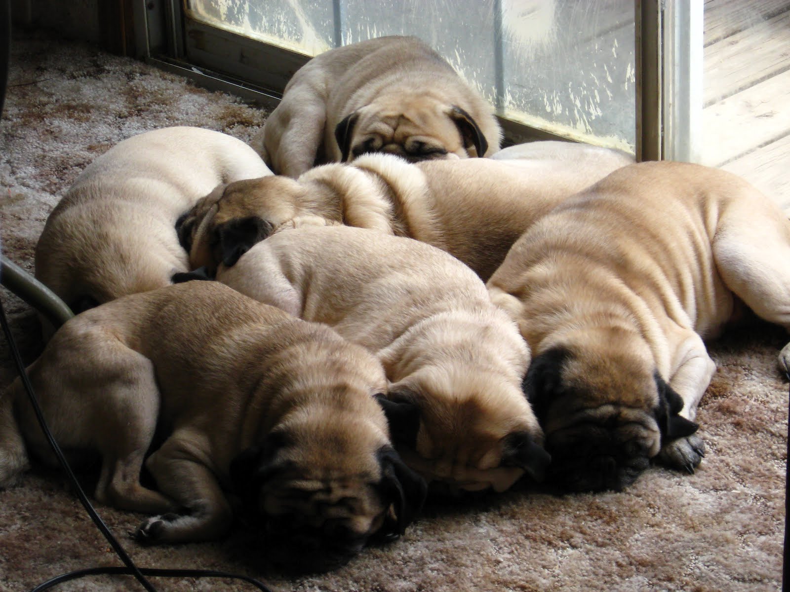 Mops-Pug-Carlin - un blog dedicat acestei rase de catei