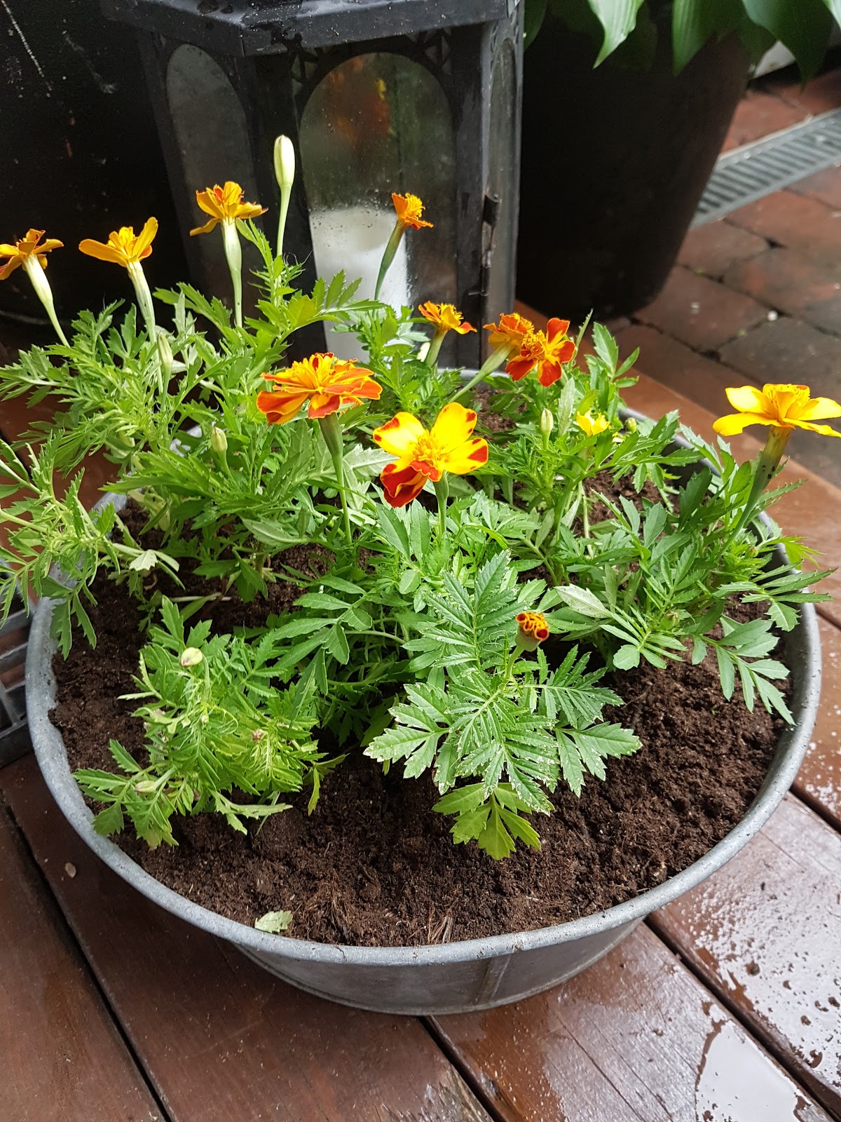 Fruens Flora: God pinse.