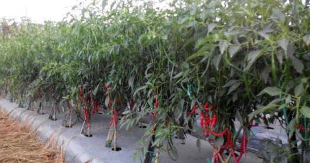 Coretan-Coretan Ku: Hama Dan Penyakit Tanaman Cabe (Cabai) Merah ...