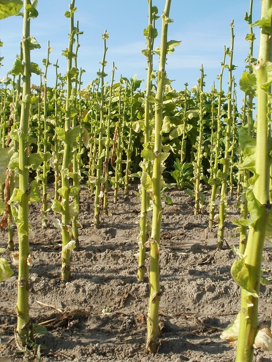 Diamonds in My Coal bucket: Appalachian Word of the Week - BACCER