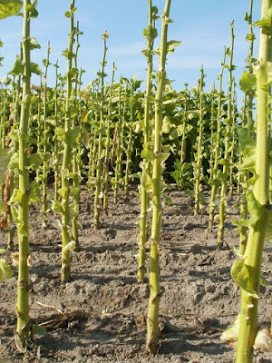 Diamonds in My Coal bucket: Appalachian Word of the Week - BACCER