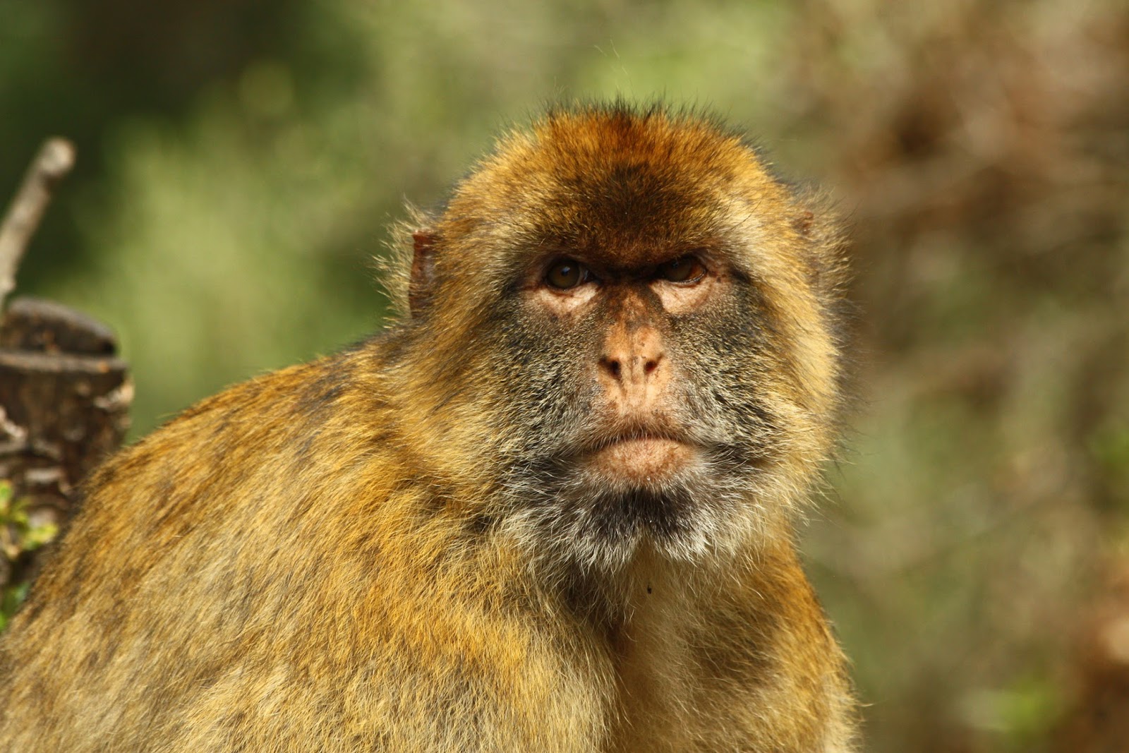 Zielony do boolu: Makaki JEJ KROLEWSKIEJ MOŚCI :-)