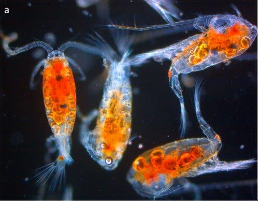 Archimedes Notebook: Wednesday Explorers ~ What's that under the ice?