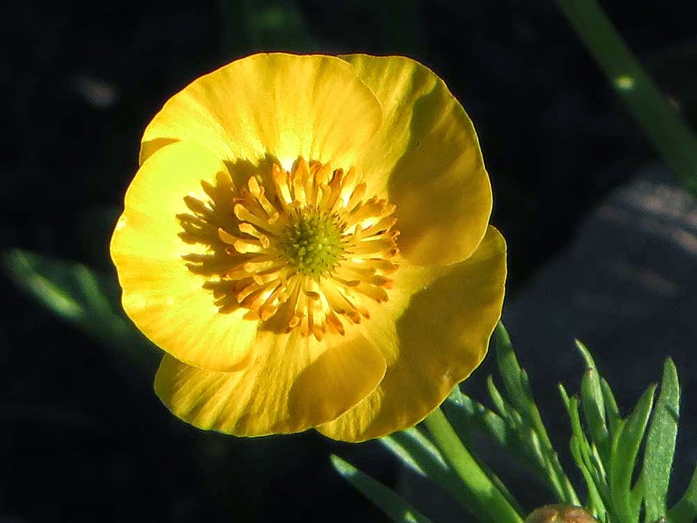 Wasatch Wildflowers: Alpine Buttercup (Ranunculus adoneus)