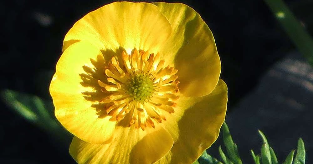 Wasatch Wildflowers: Alpine Buttercup (Ranunculus adoneus)