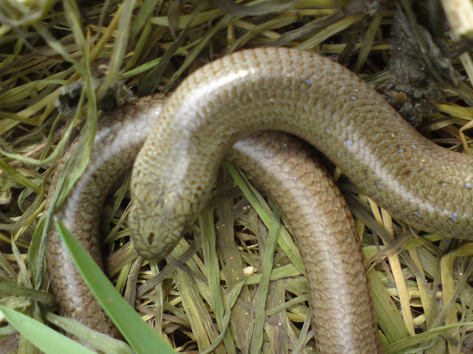 Froglife news: Dragon of the Month: Slow-worm