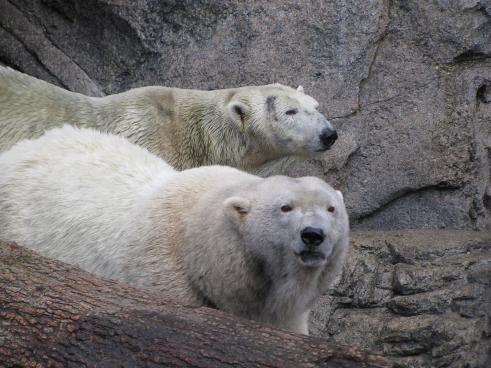 My Polar Bear Friends and Friends of Polar Bears: The Three Bears of ...