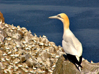 All Animals: Alcatraz común