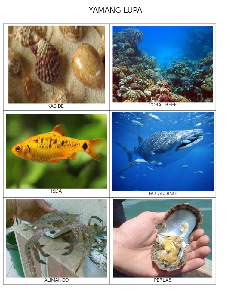 yamang enerhiya - philippin news collections