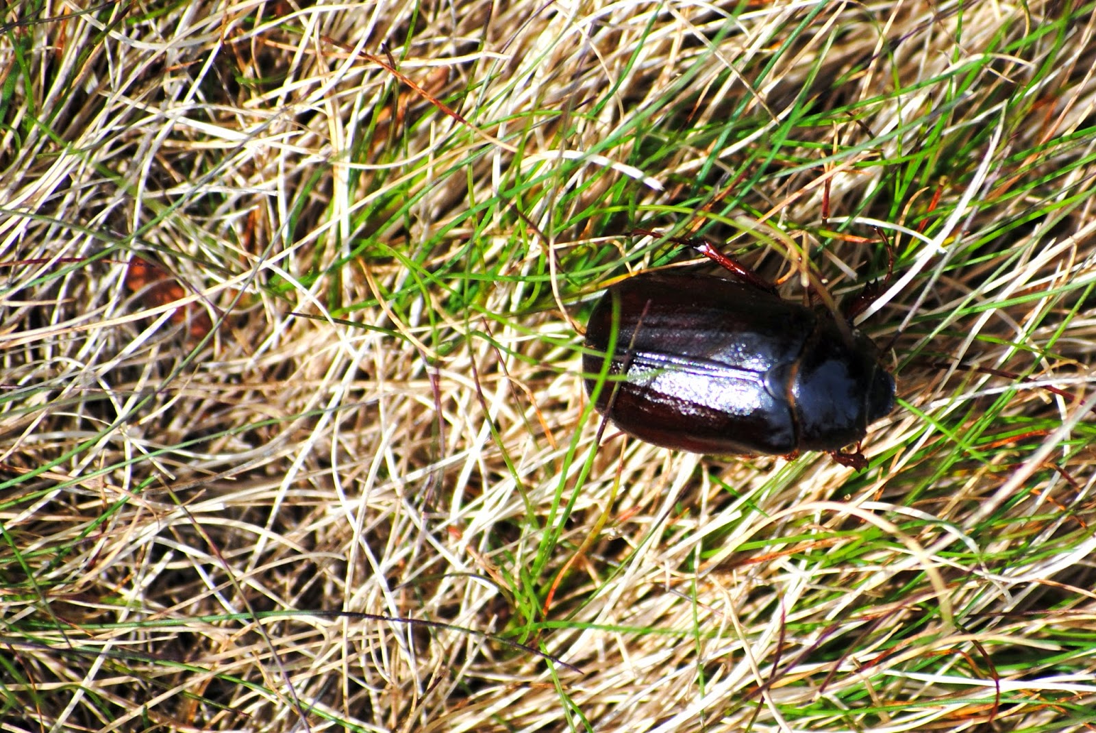 Field Notes and Photos: Beetles at Acadia National Park