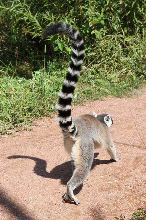 Vu par MamLéa: Maki catta