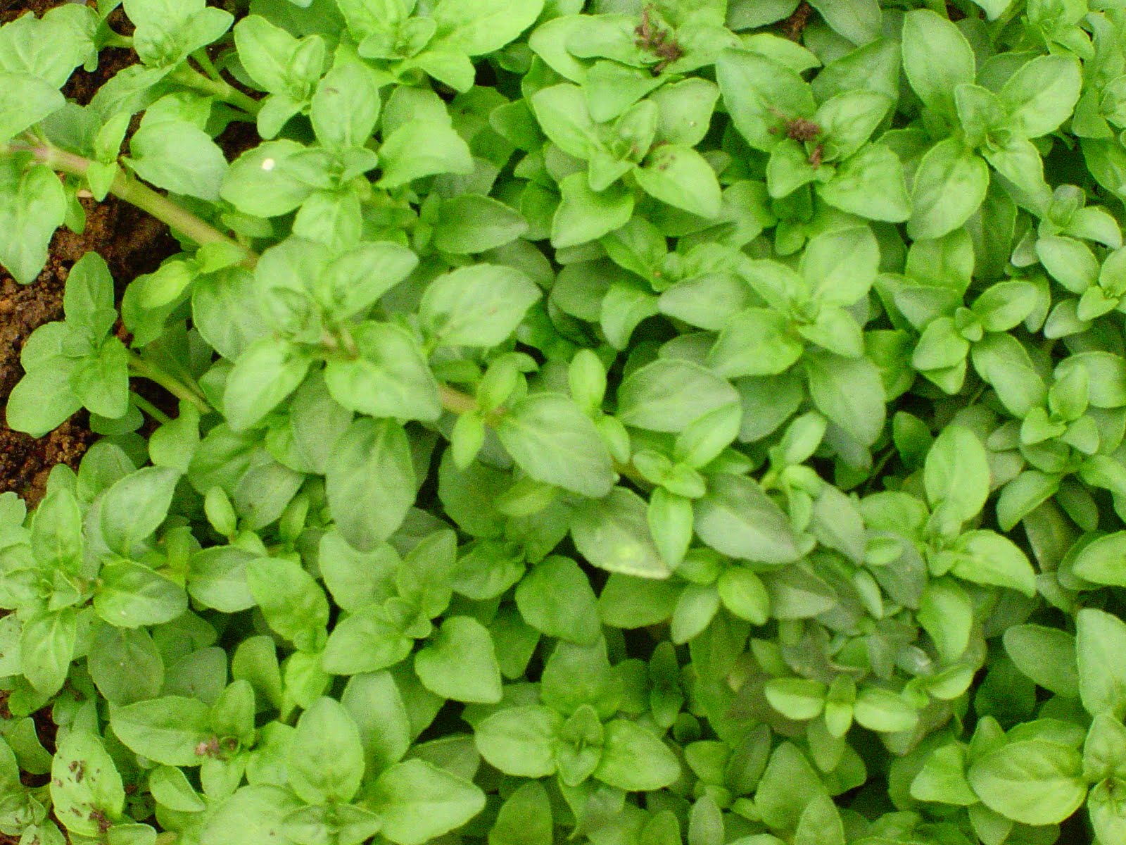 Jardim de Cheiro: Poejo