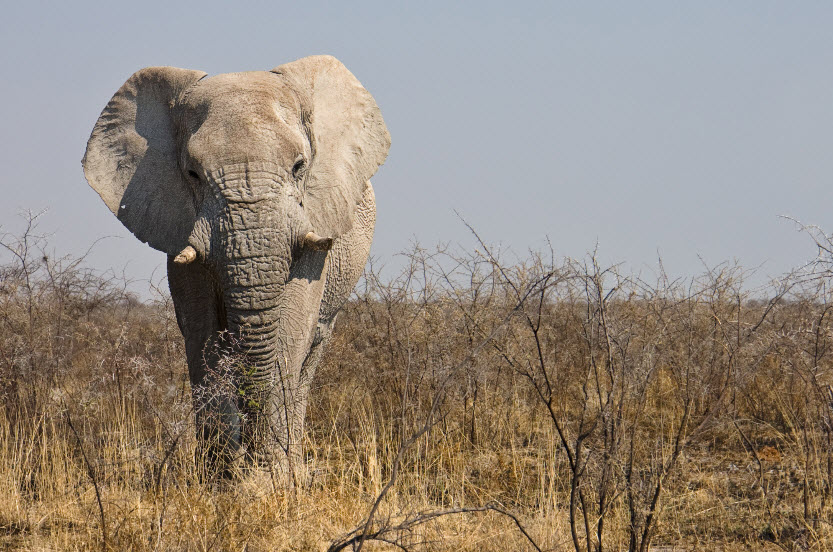 African Elephant | The Biggest Animals Kingdom