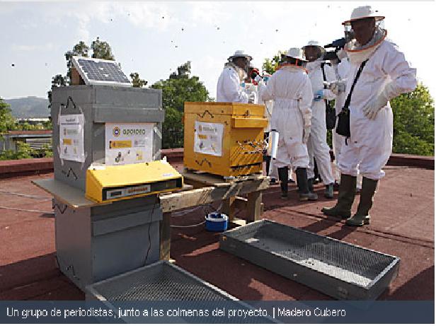 APICULTURA EN MISIONES: Abejas controladas por internet para medir la ...