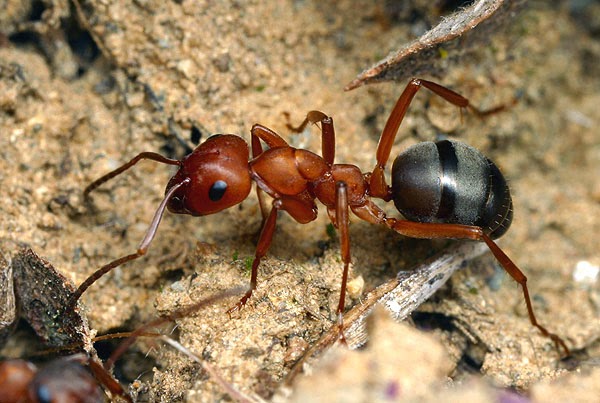 European rock ants tend to lean left at crossroads | My Pest News