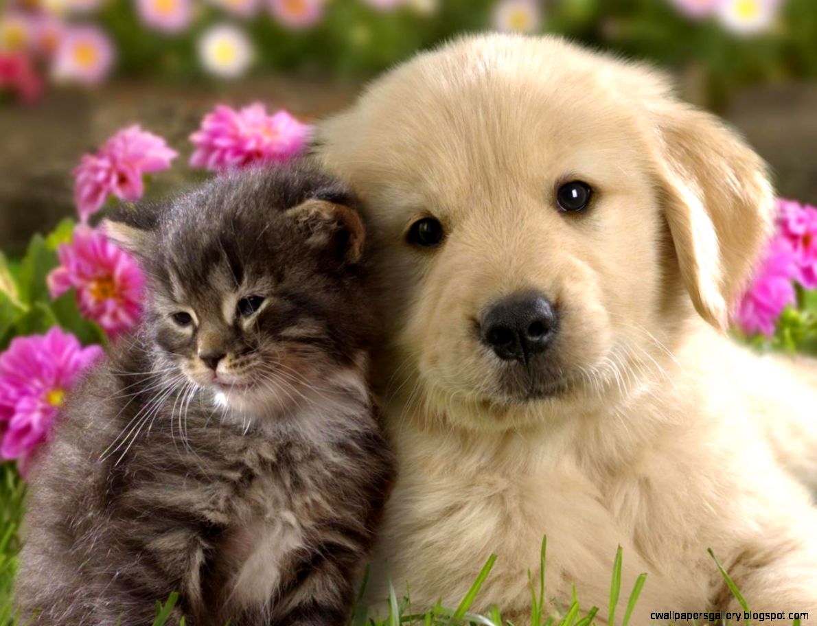 Super Cute Puppies And Kittens | Wallpapers Gallery