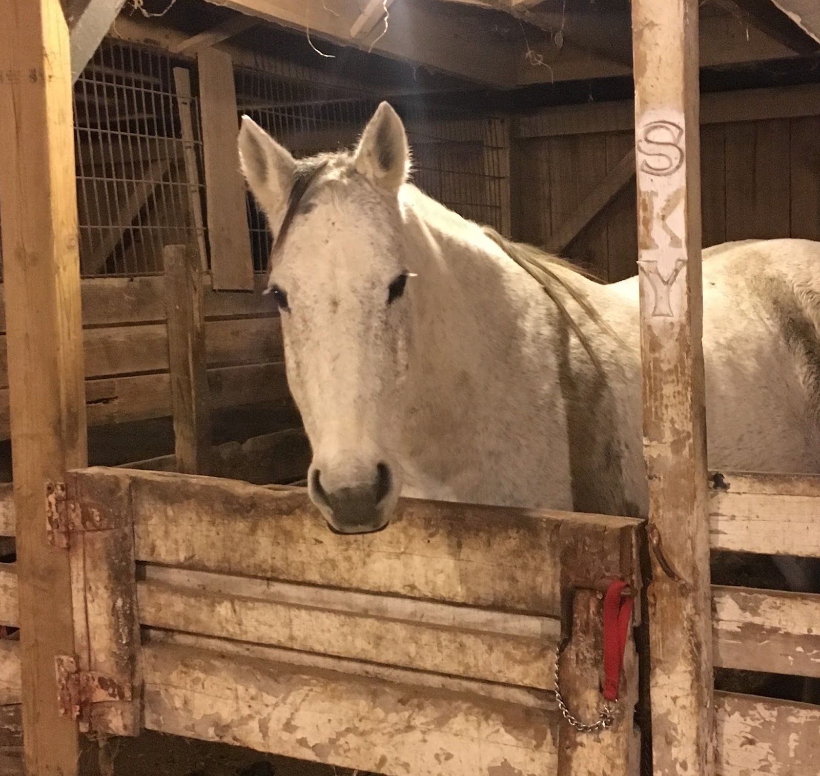 Traveler Ron: Just a Typical Horse in a Typical Stall, right?