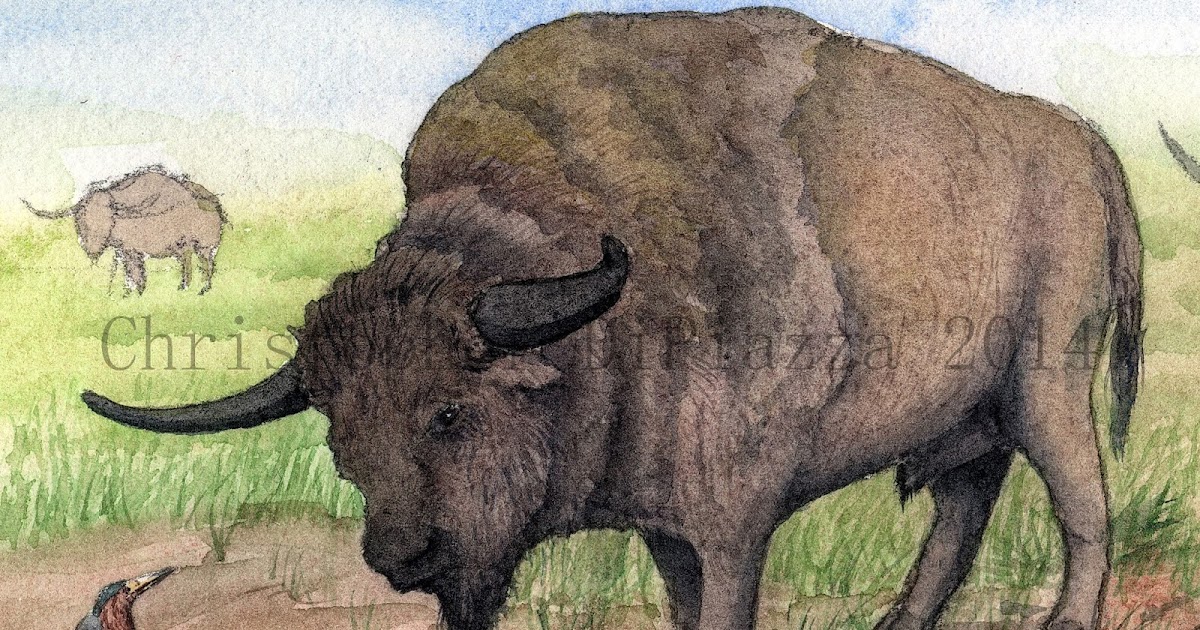Prehistoric Beast of the Week: Giant Bison: Prehistoric Animal of the Week