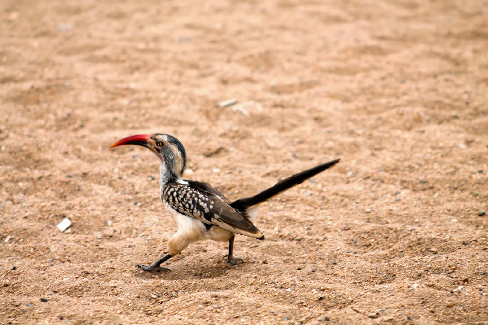 Kruger National Park, South Africa Part I - Arriving In High Heels