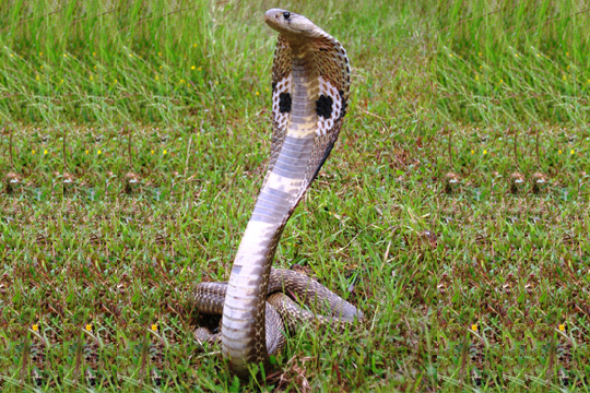 Tamil Paper News: உறுப்புகள் இல்லாத உயிரினங்கள்