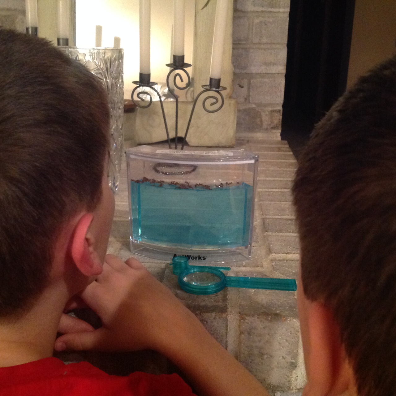 Ant Farm Kits: An Easy Science Lesson for Multiple Ages