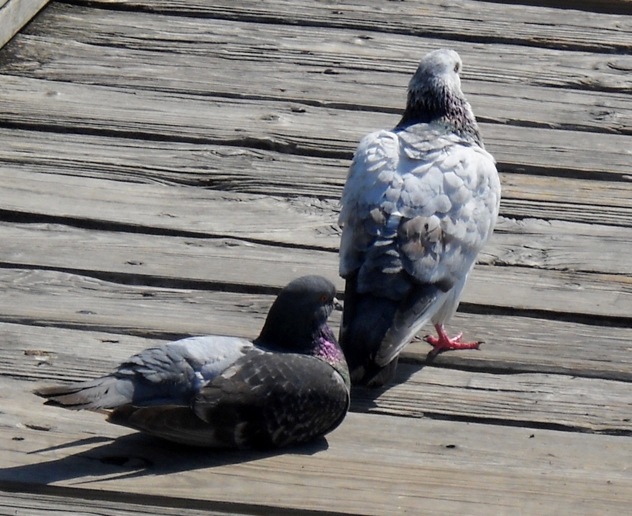 White Rock Lake, Dallas, Texas: The Feral Pigeons of White Rock Lake ...