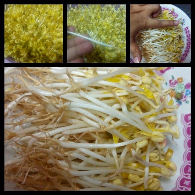 My Homemade Green Bean Sprout or Taugeh