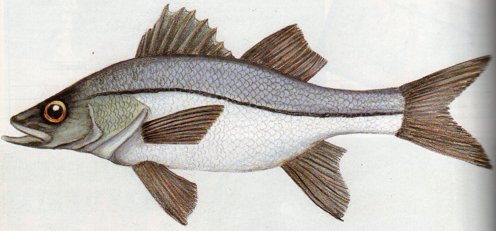 Revista Aruanã Lazer e Esporte no Meio Ambiente: DICIONÁRIO ARUANA ...