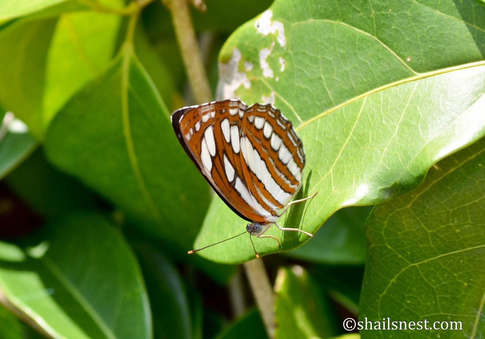 Butterflies are pretty things: Common Sailor #2