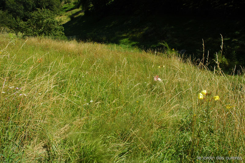 Le Jardin des Aurores: La prairie sauvage
