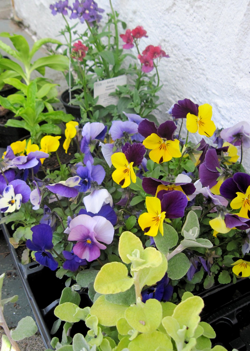 Flutterby Patch: Around the garden