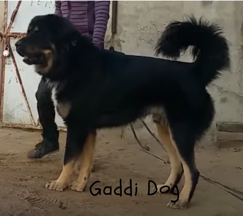 Mysterious Facts of World | Enhance Knowledge: Indian Dog Breeds