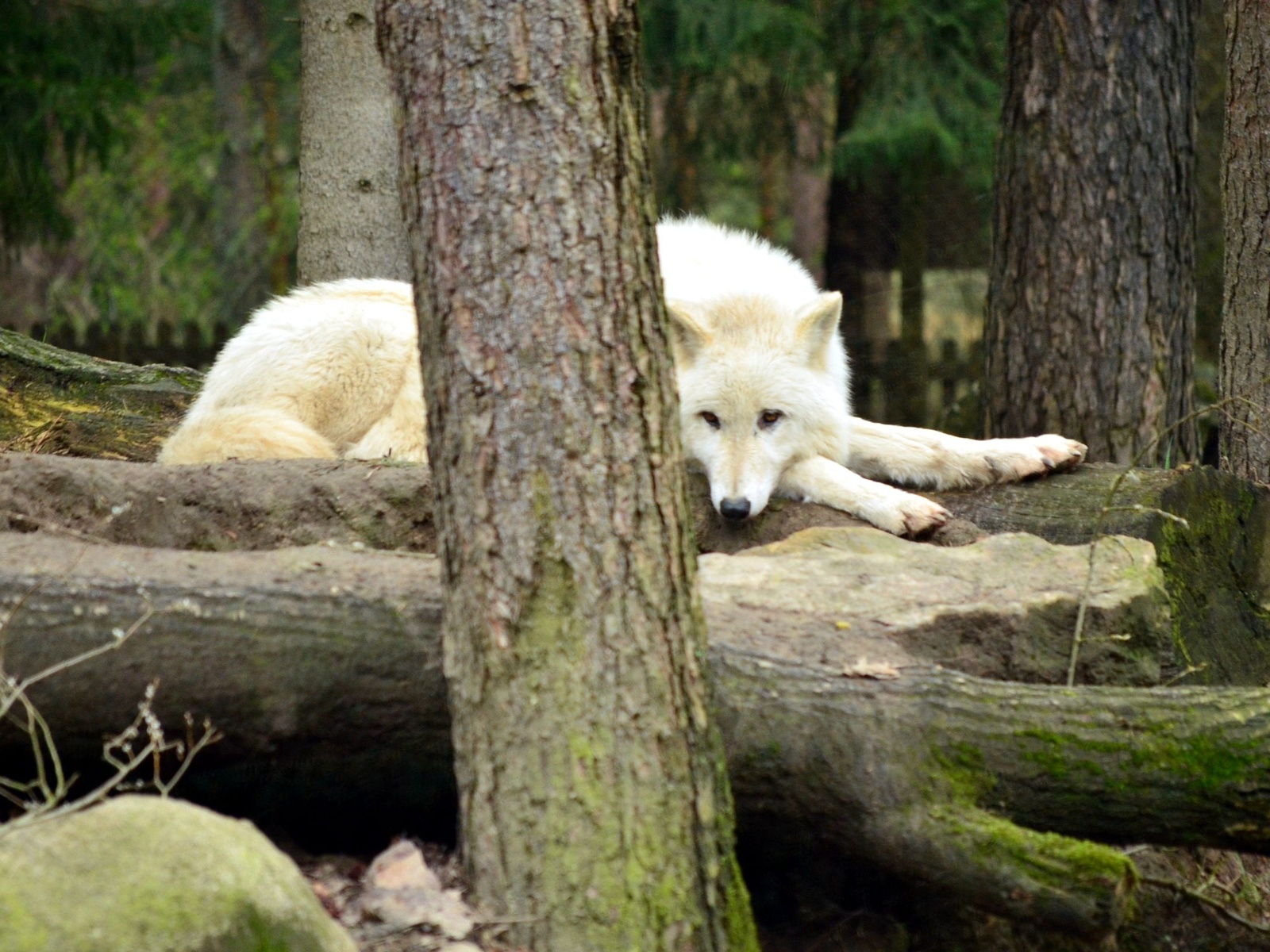Fotografías de feroces lobos en campo natural