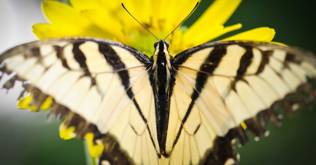 Eastridge Daily Devotion: The Tattered Butterfly