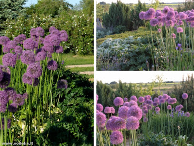 sodelis.lt: Patikimieji: švelnieji akantai