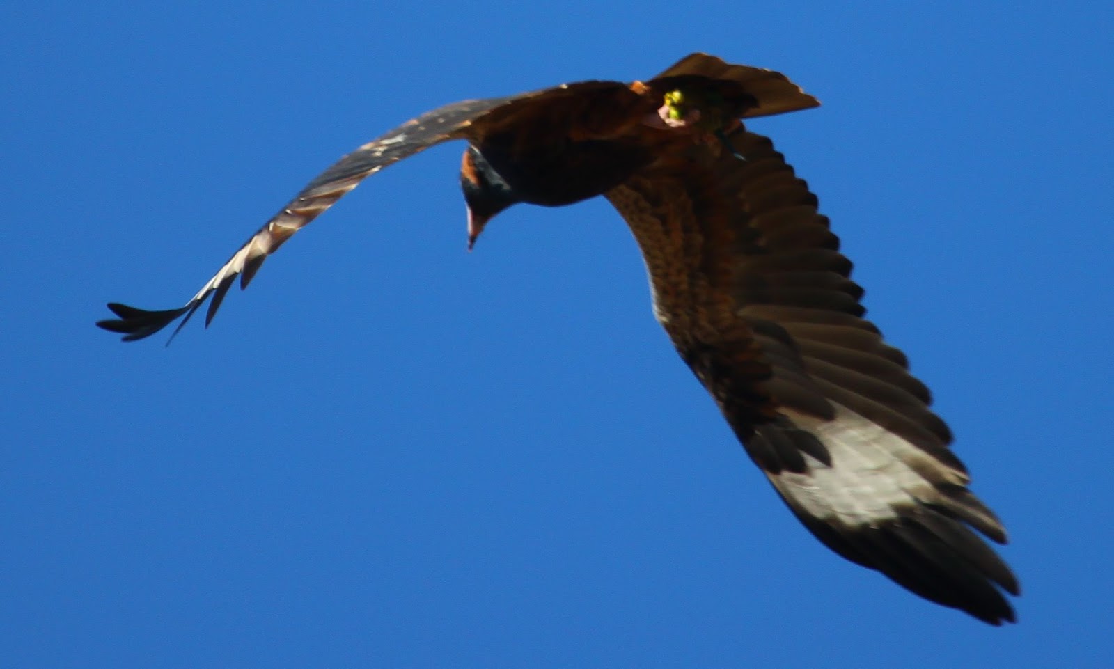 Richard Waring's Birds of Australia: Black-breasted Buzzards and Wedge ...