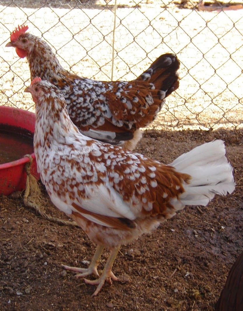 Aloha Chickens: A Small Summer Flock