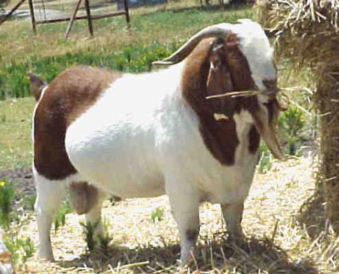 BERBAGI PENGETAHUAN: JENIS-JENIS KAMBING YANG DIBUDIDAYAKAN DI INDONESIA