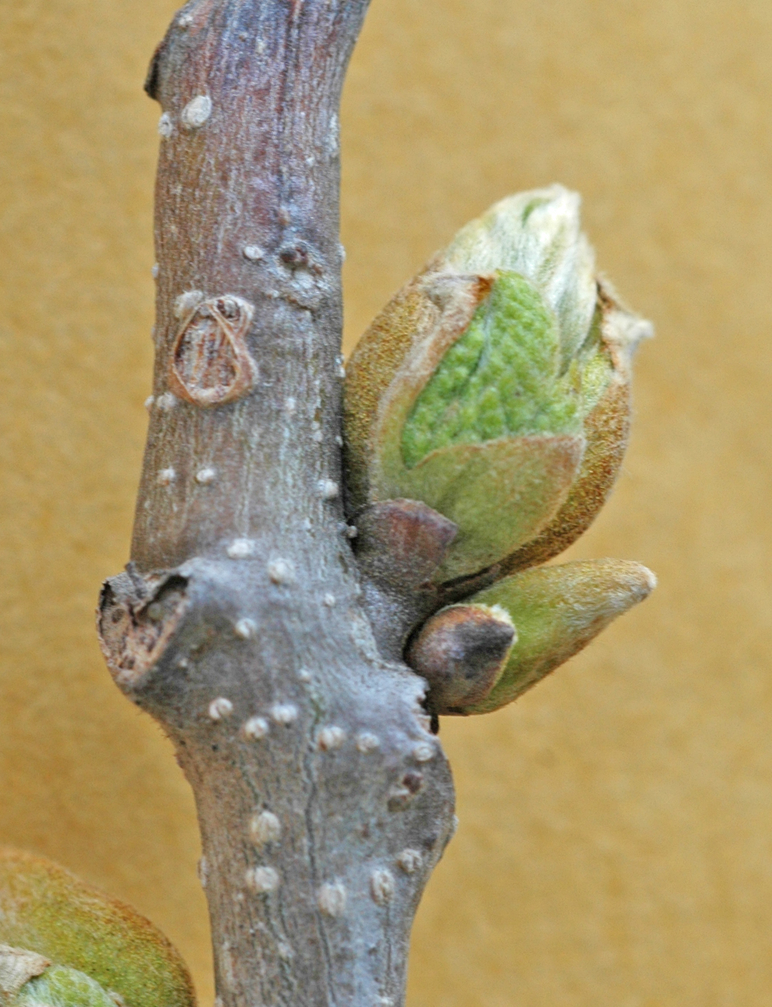 Northern Pecans: Pecan trees breaking bud