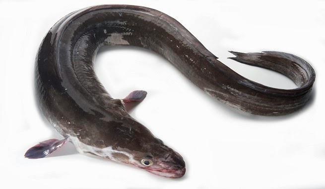 Asturpeskin: El congrio y su pesca