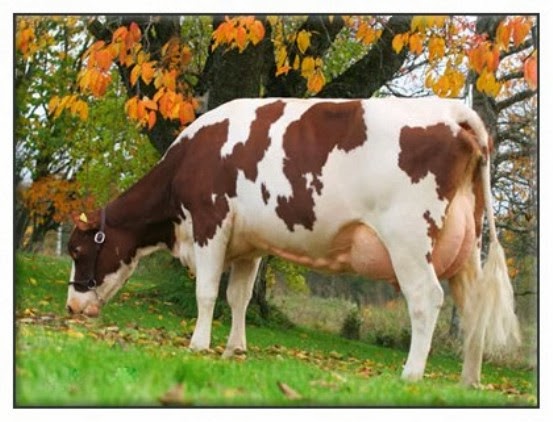 Generalidades de la Ganadería Bovina.: Sueca Rojo y Blanca o SRB