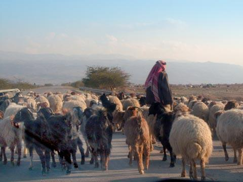 HOW IN THE WORLD!!: The Parable of the Sheep and The Goats (Matthew 25: ...