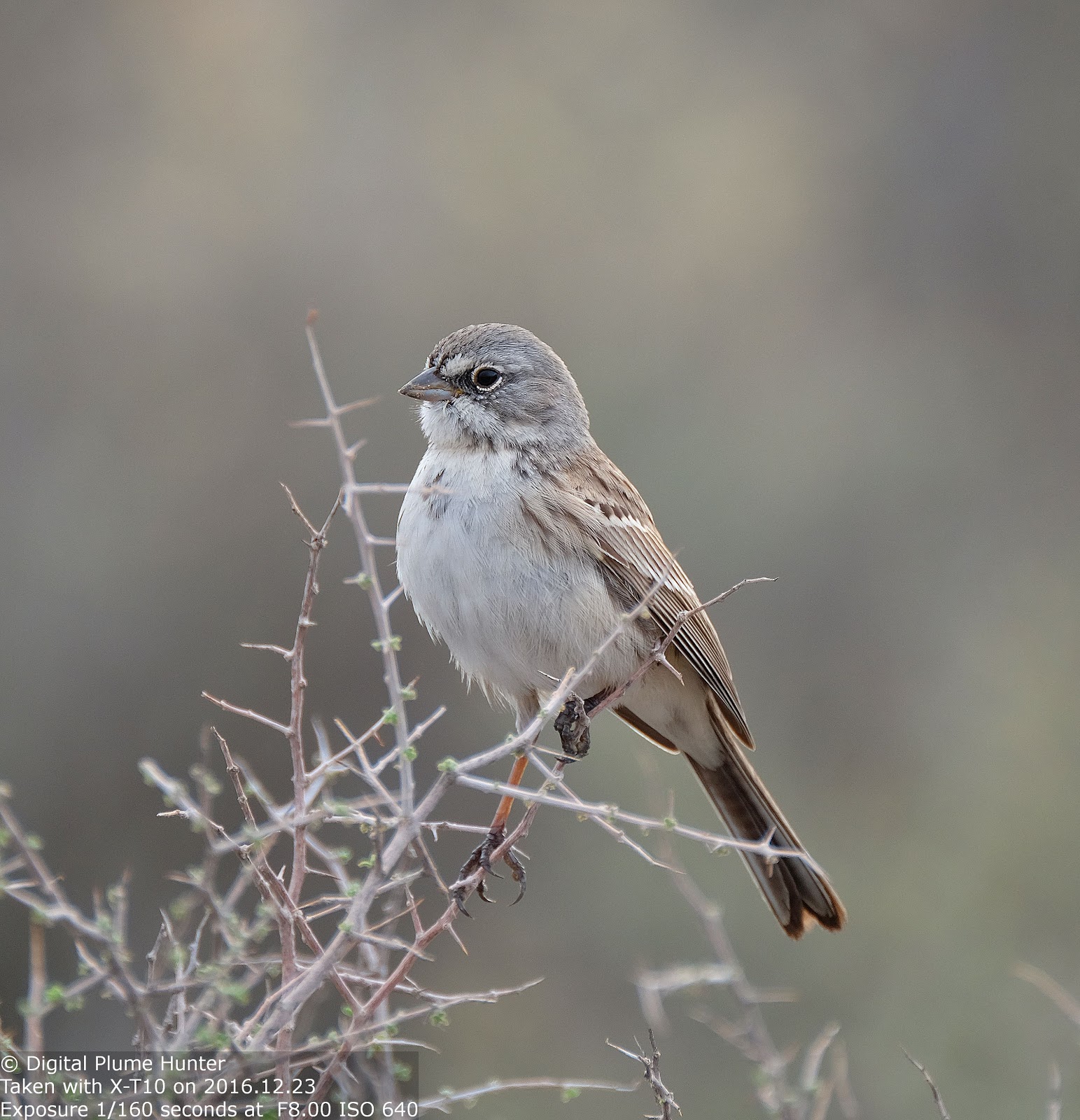 Hunting Digital Plumes in the US and Beyond: Spectacular Sparrows of ...