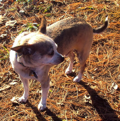 GME in Dogs Support via Diet and Other DIY Health Interventions ~ hound dog