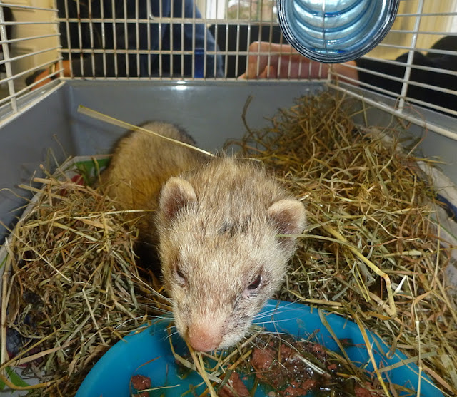 Cat Rescuing, Sunderland: FRED THE FERRET