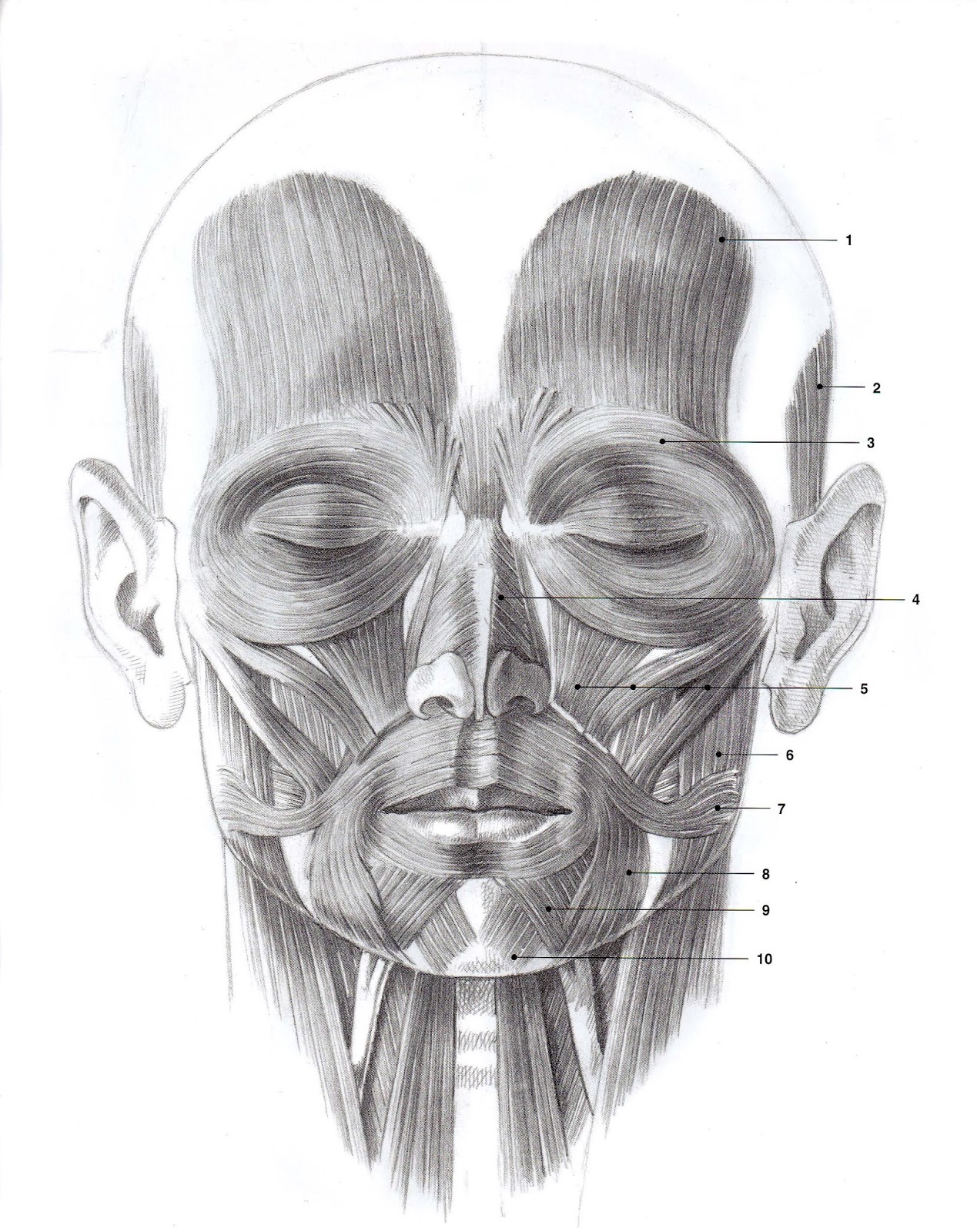 CÁTEDRA DE ANATOMÍA: septiembre 2014