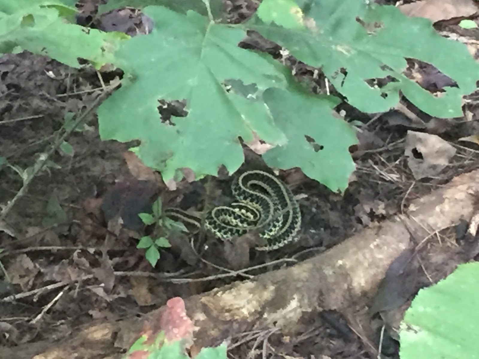 Travel Reviews & Information: Mammoth Cave, Kentucky / National Park ...