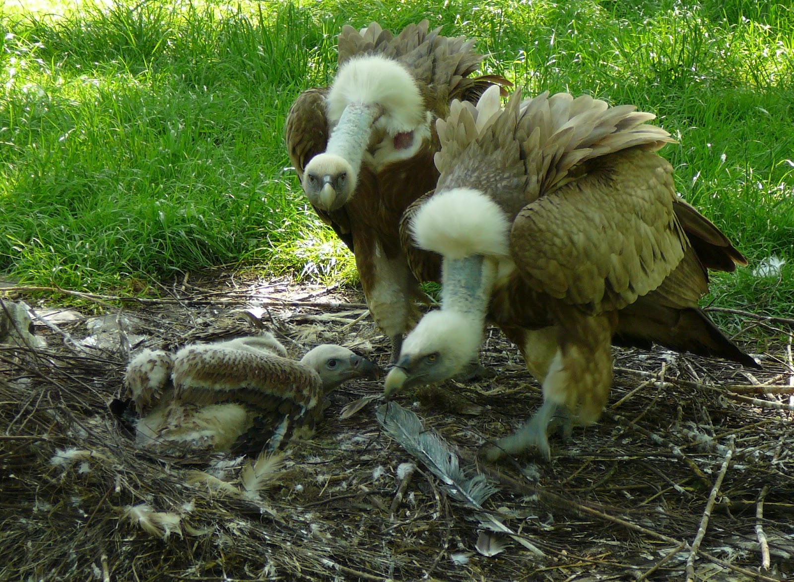 Fascinated by Vultures: 45 days old Eurasian Griffon Vulture chick