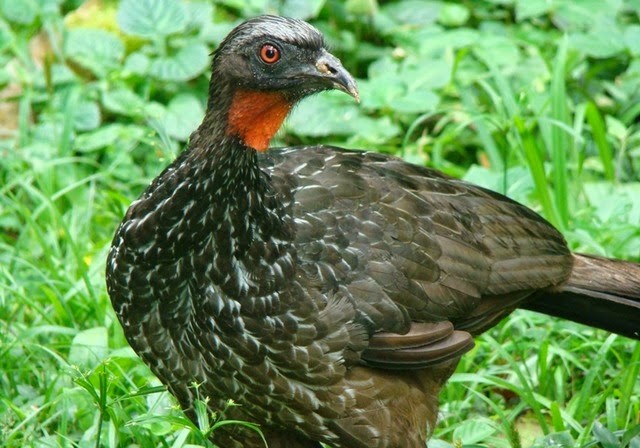 O jacu na horta ~ Ciencia no Jardim