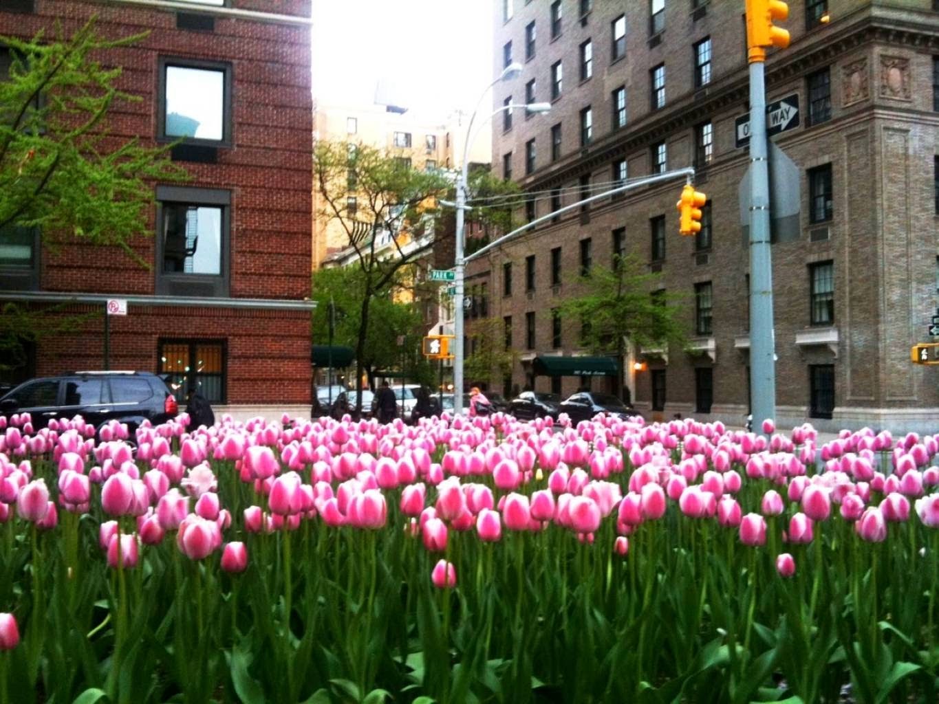Spring Flowers Pictures